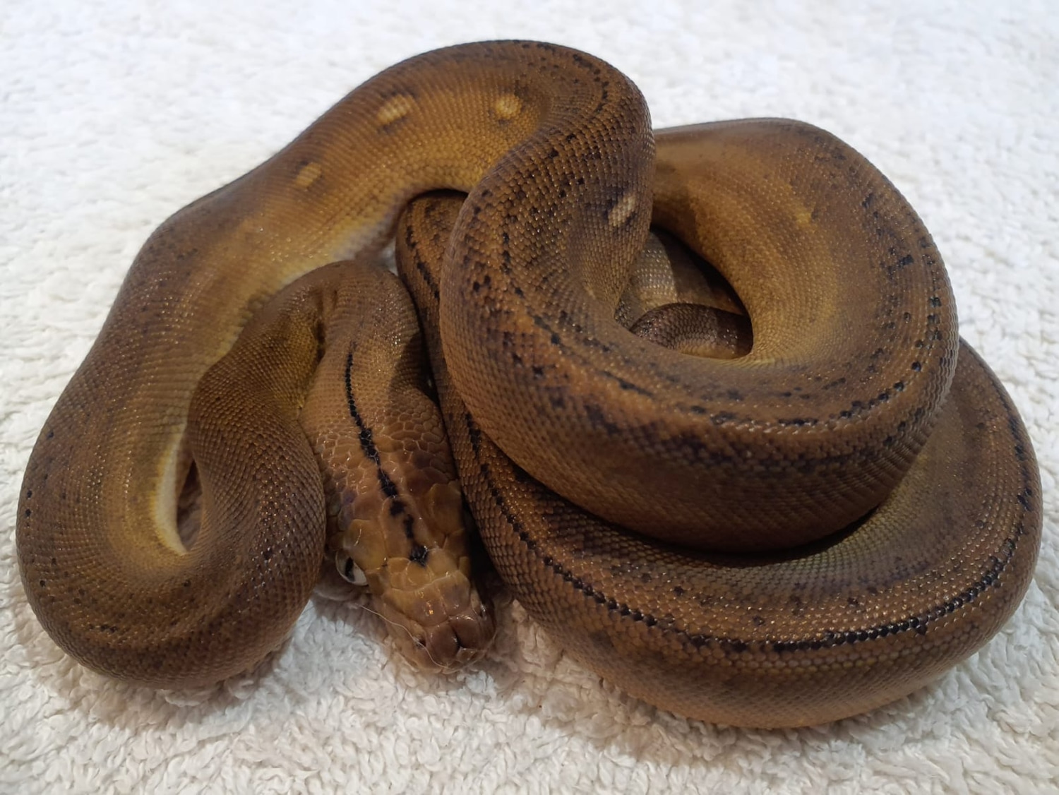 SD Golden Child Tiger Sunfire 50 % Poss Het Purple Albino Reticulated ...