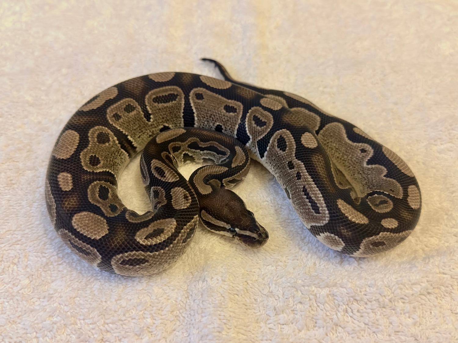 VPI Axanthic Het Piebald Ball Python by South West Boids - MorphMarket