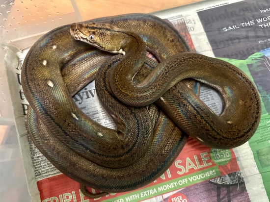 Golden Child Tiger Het Purple Albino Reticulated Python by South West Boids