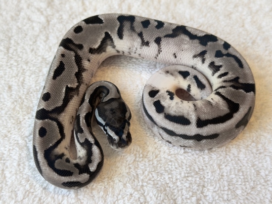 VPI Axanthic Pied Ball Python by South West Boids