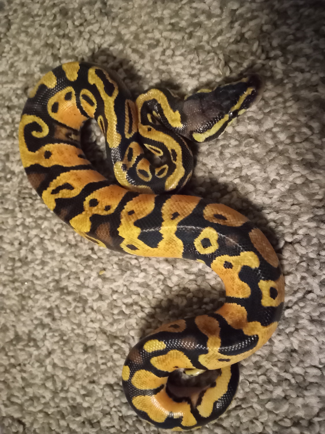 Pastel Probable Trick 100% HET Piebald Ball Python by Snakey's Ball Pythons - MorphMarket