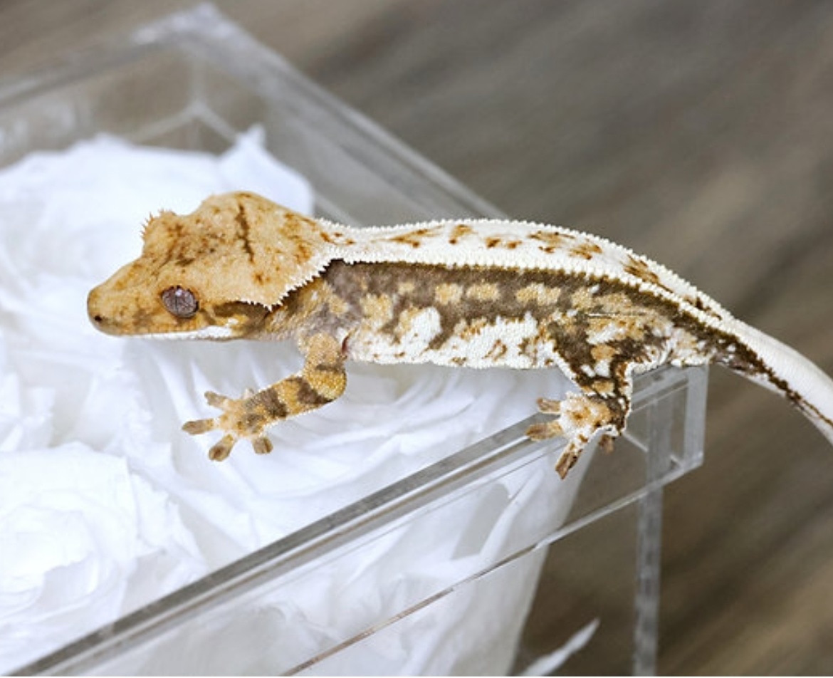 Plasma X Lychee (Collab With Gui's Gecko) Crested Gecko by Geckeysiss ...