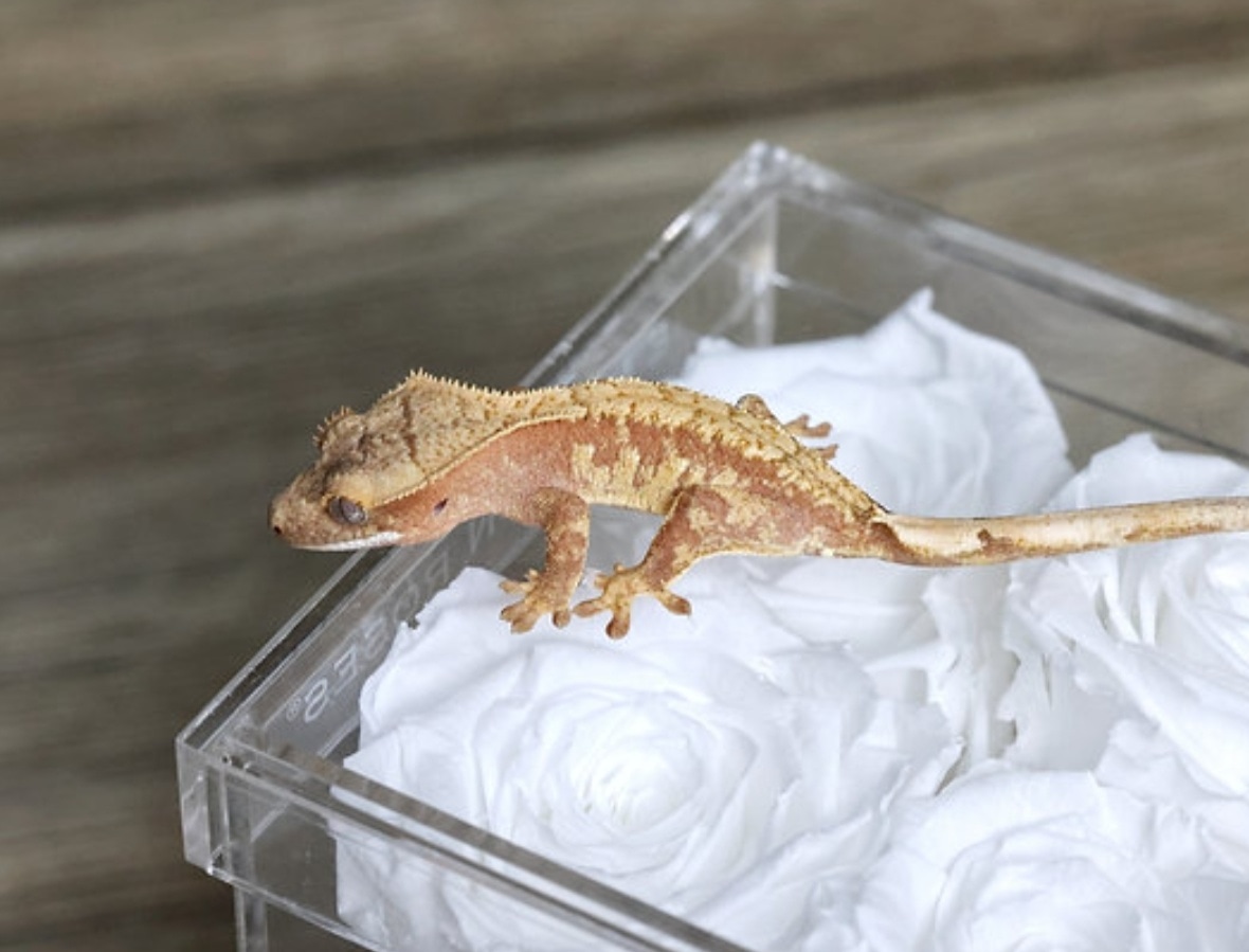 NPV - Gorgeous Drippy Red Crested Gecko by Geckeysiss - MorphMarket