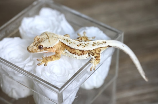 Top Notch Bloodline Yellow Crested Gecko by Geckeysiss