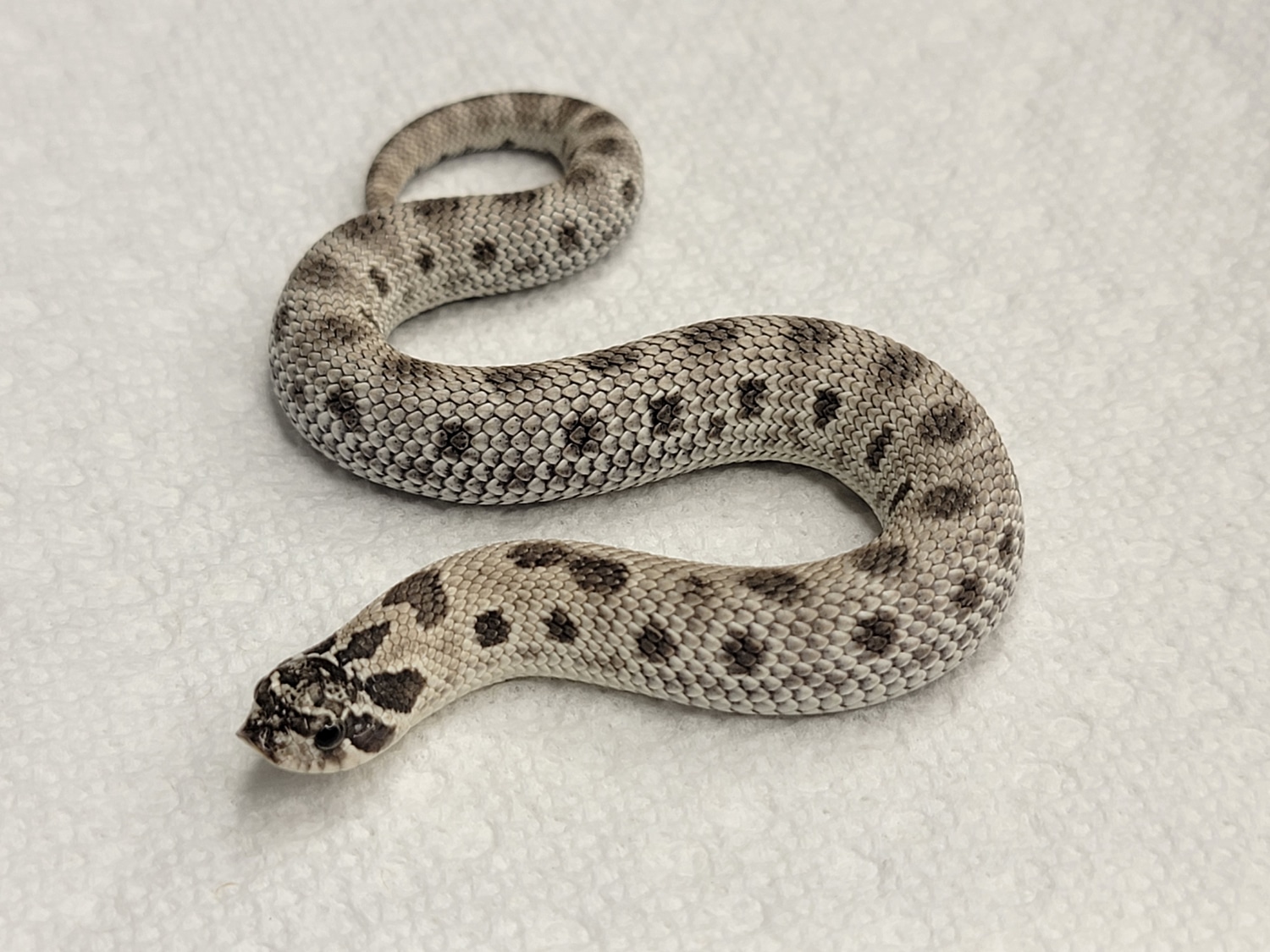 Axanthic Conda 66% Het Albino Western Hognose by Krait Exotics ...