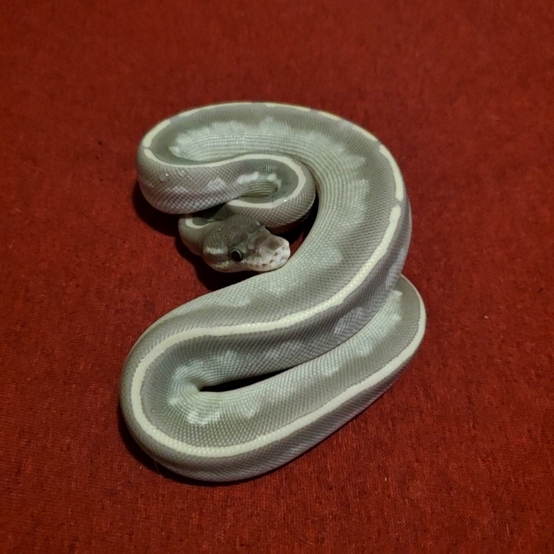 Purple Passion Ball Python by Snakin' Me Crazy - MorphMarket