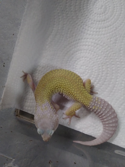 Black Night Black Pearl Patternless Leopard Gecko by The reptile Depot