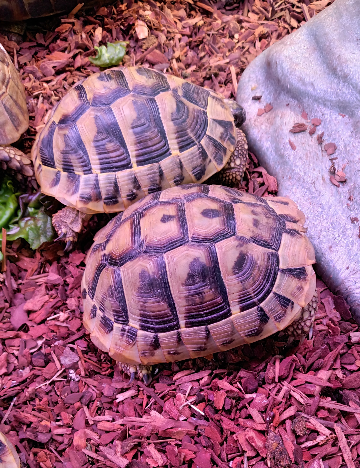 Beautiful Herman's Tortoise Hermann's Tortoise by The reptile Depot ...