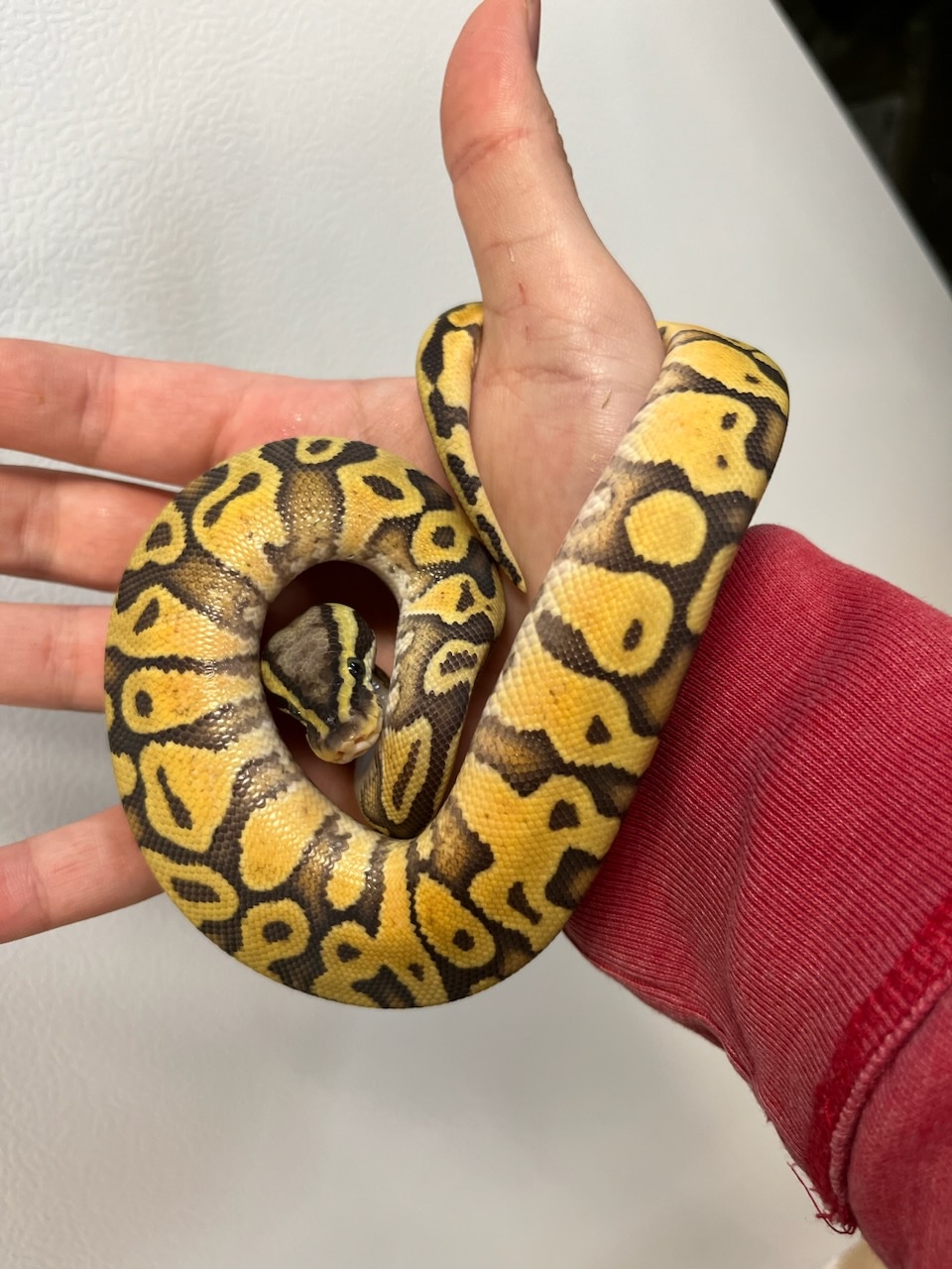 Pastel Enchi Orange Ghost Ball Python by The reptile Depot - MorphMarket