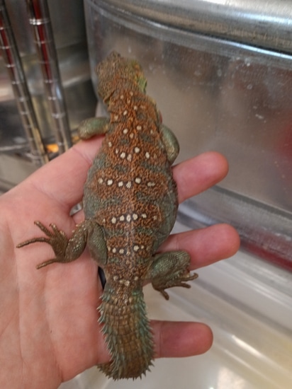 Ocellated Uromastyx More Lizard by The reptile Depot