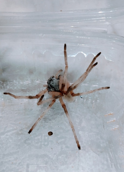 Desert Huntsman True Spider by The reptile Depot