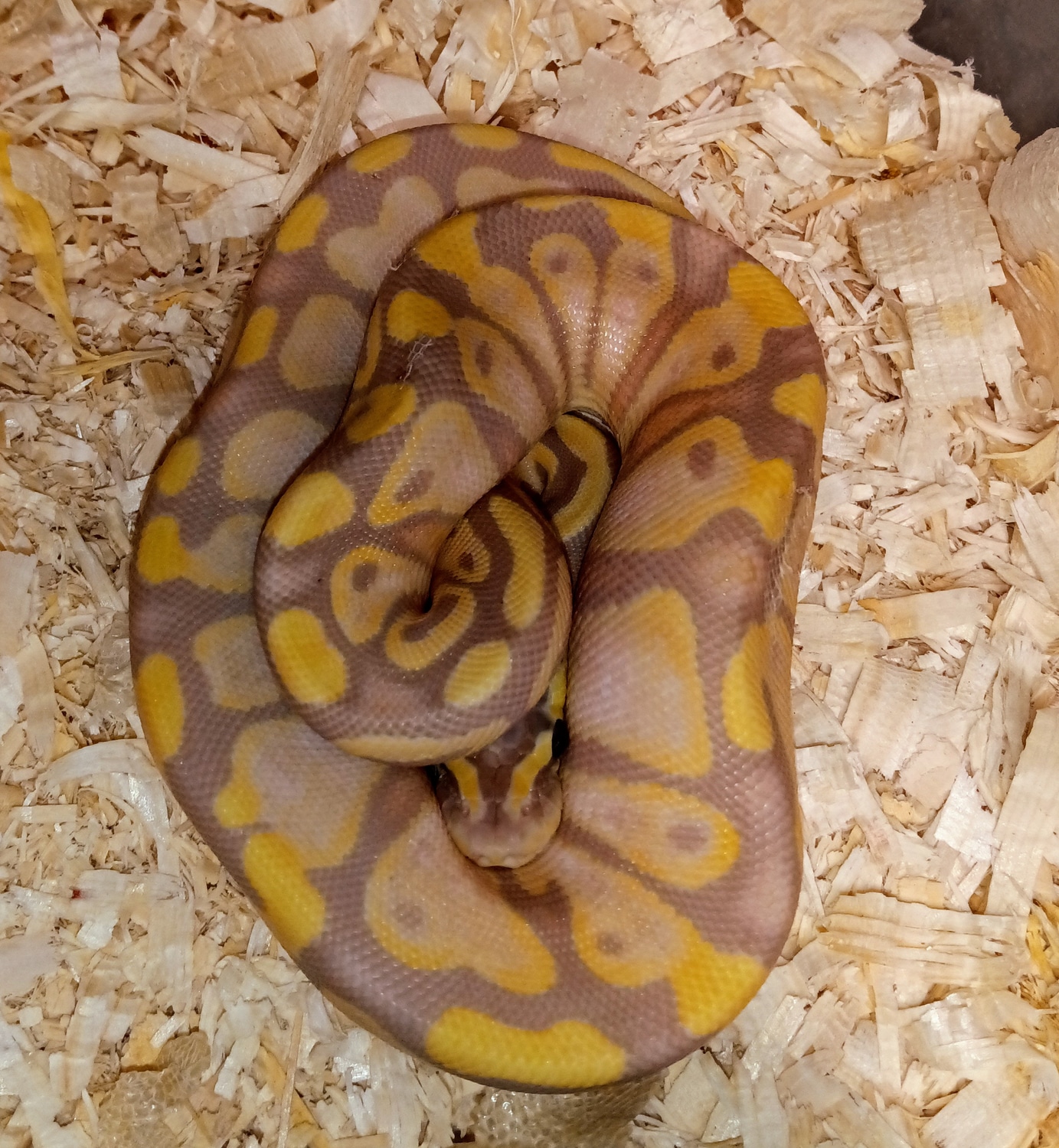 Calico Pastel Enchi Banana Ball Python by The reptile Depot - MorphMarket