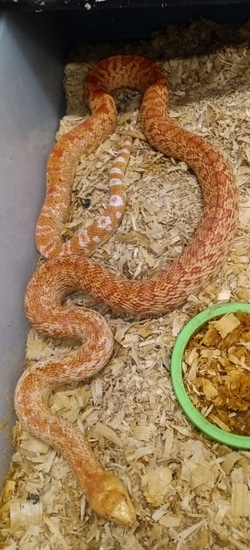 Red Bull Albino Stillwater Het Whiteside Bullsnake by The reptile Depot