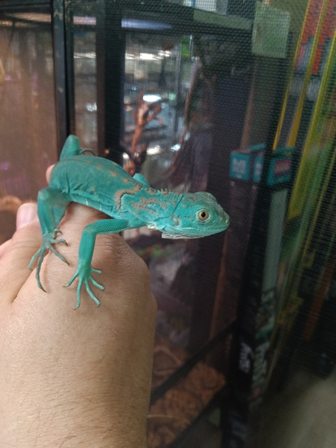 Cb Blue Iguanas Green Iguana by The reptile Depot - MorphMarket