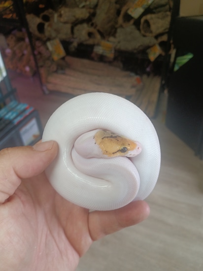 Spider Pied Ball Python by The reptile Depot