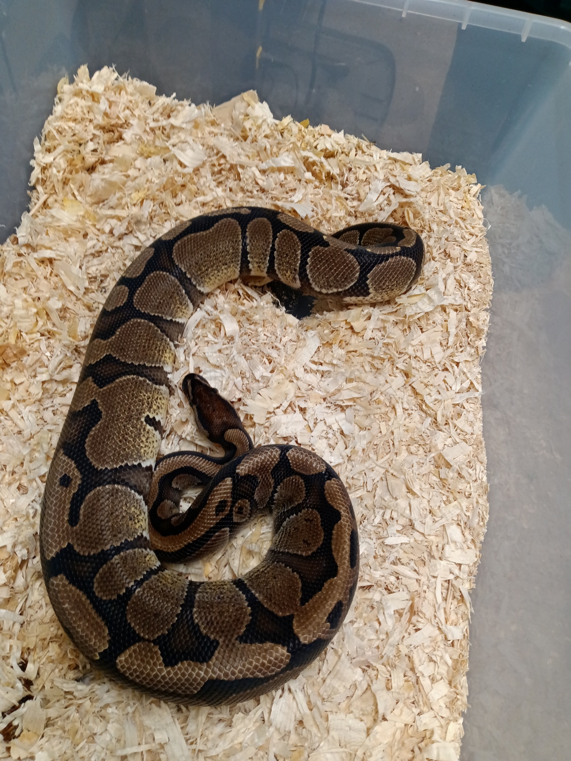 Red Stripe Ball Python by The reptile Depot - MorphMarket