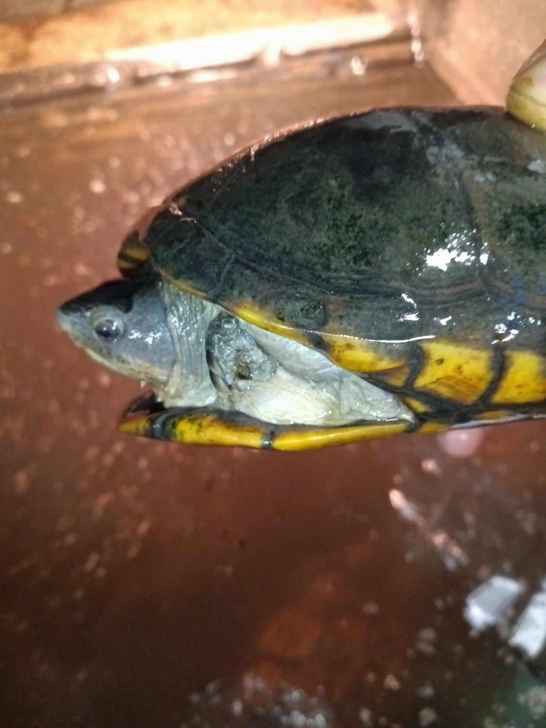Breeding Group Of Red Cheeks Mud & Musk Turtle by The reptile Depot ...