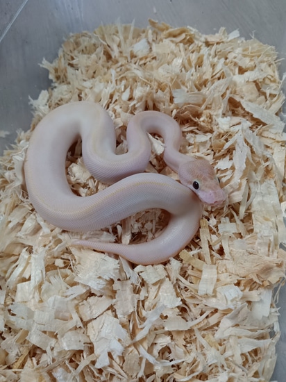 Banana Ivory Ball Python by The reptile Depot