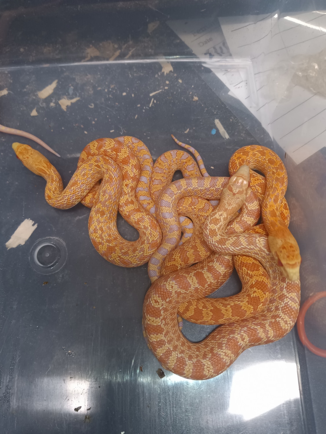 Red Bull Albino Hypo Bullsnake by The reptile Depot - MorphMarket