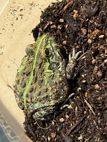 Giant Pixie Frog Other Frog by The reptile Depot