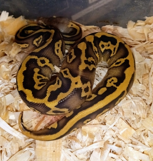 Pastel Mojave Leopard Enchi Pos Yellowbelly Ball Python by The reptile ...