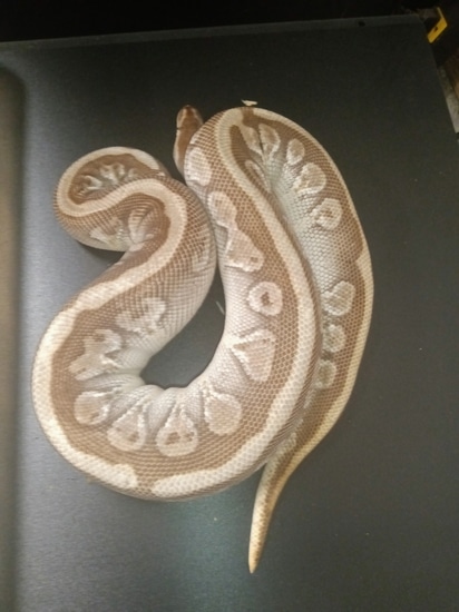 Soul Sucker Ball Python by The reptile Depot