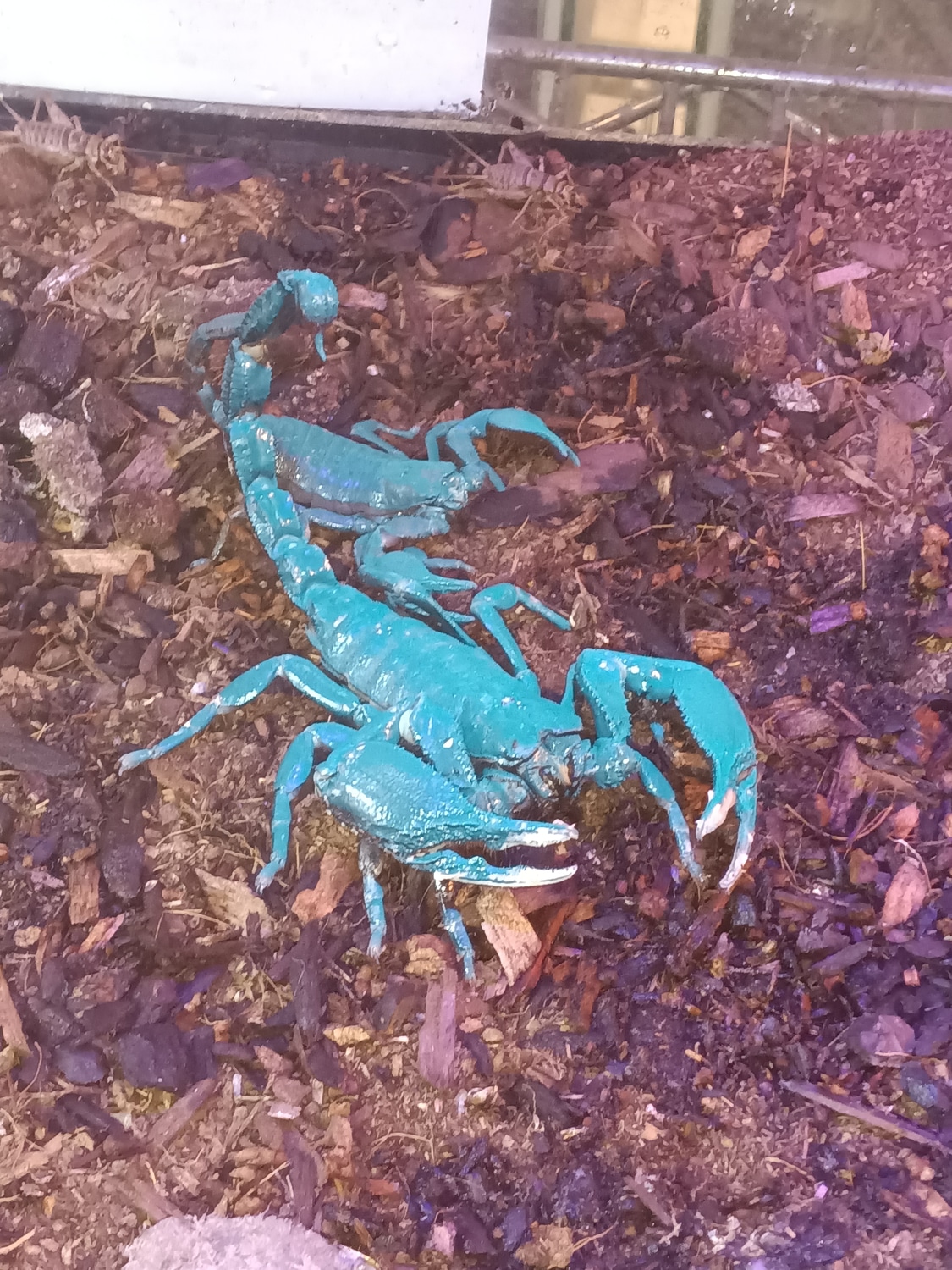 Congo Emperor Scorpion by The reptile Depot - MorphMarket