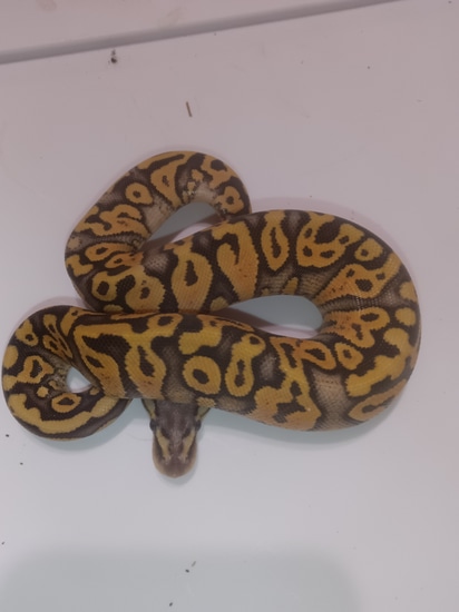 Super Pastel Asphalt Ball Python by The reptile Depot