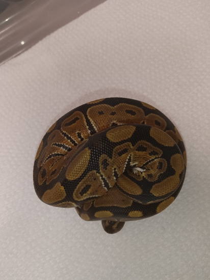 Granite Ball Python by The reptile Depot