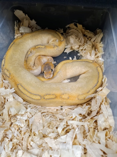 Mimosa Ball Python by The reptile Depot
