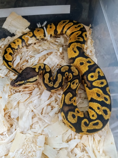 Pastel Asphalt Ball Python by The reptile Depot