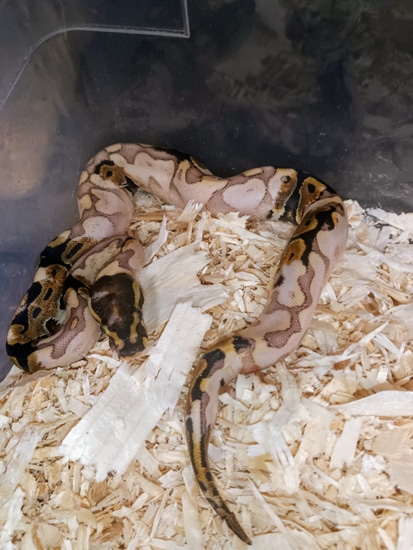 Extreme Bamboo Paradox Ball Python by The reptile Depot