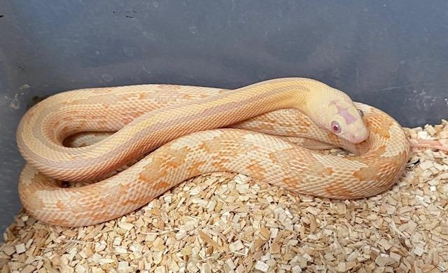 2022 Female Euro Albino Female, $300 Trans-Pecos Rat Snake by Head ...