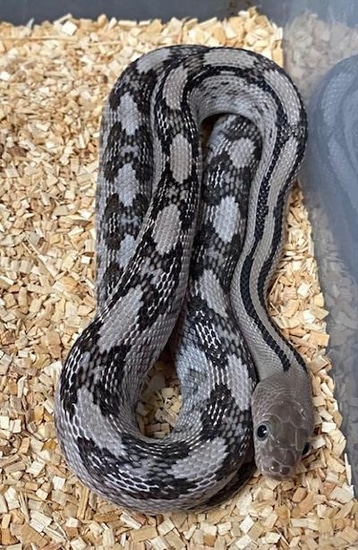 2022 Silver Trans Peco Female $175 Trans-Pecos Rat Snake by Head Start ...