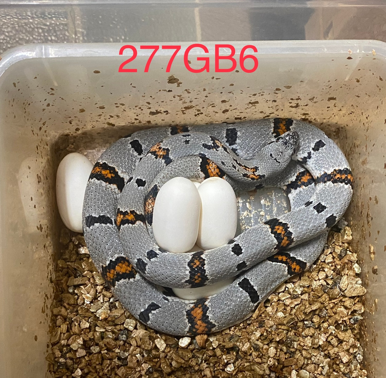 2020 Proven Pair Of Hwy 277 Graybands Gray-banded Kingsnake by Head ...