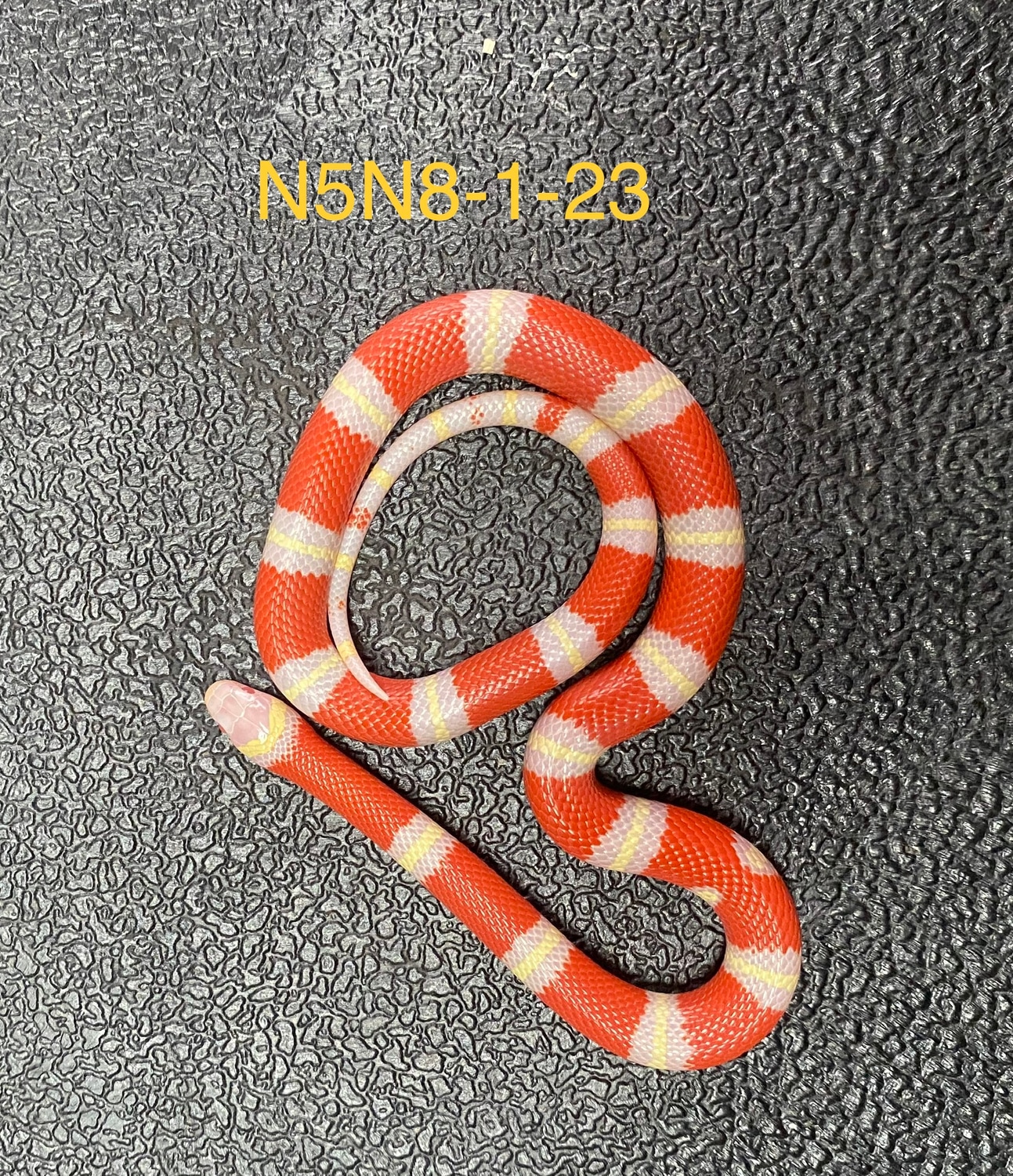 2023 Male Albino Nelson’s Milksnake $100 Nelson's Milk Snake by Head ...