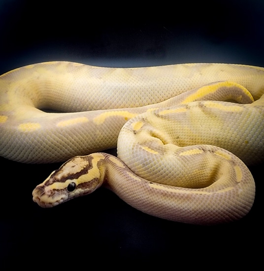 Super Enchi Pastel Hwy Ball Python by Midgard Morphs