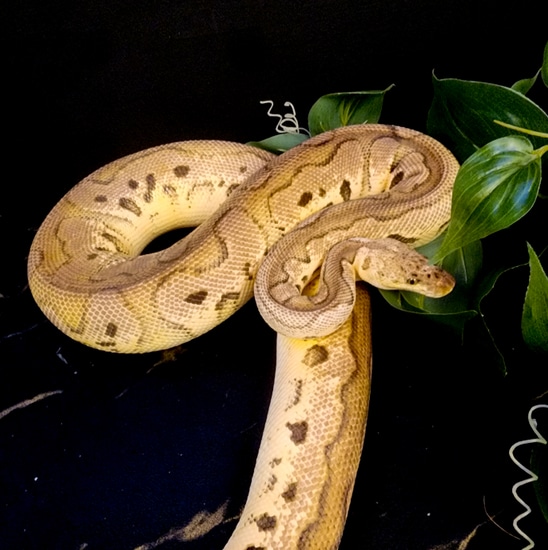 RTB Pastel Clown "Angrboda" Ball Python by Midgard Morphs