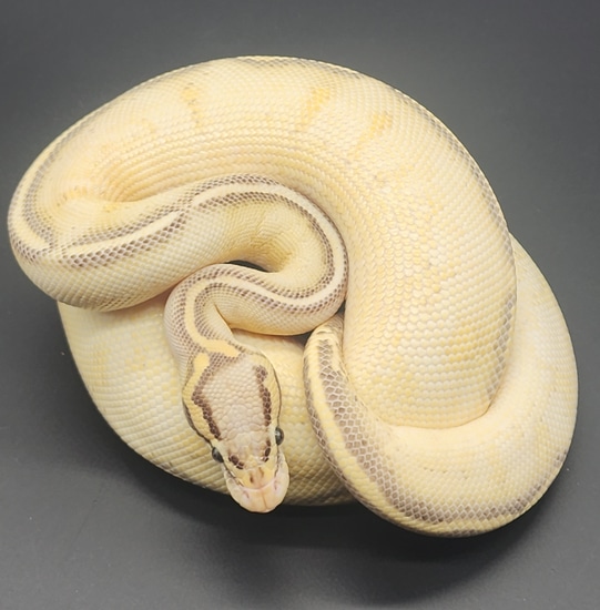 Pastel Fire Highway "Sig" Ball Python by Midgard Morphs