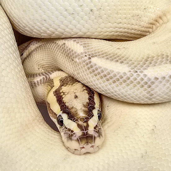 Super Enchi Pastel Hwy "Sif" Ball Python by Midgard Morphs