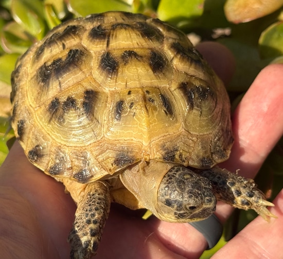 Big Captive Bred Baby Russian Tortoises by SoCal Reptiles