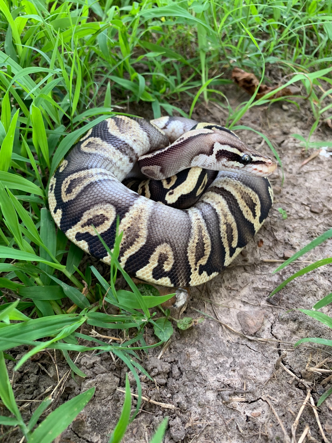 Pastel GHI Mystic Ball Python by S + S Reptiles - MorphMarket
