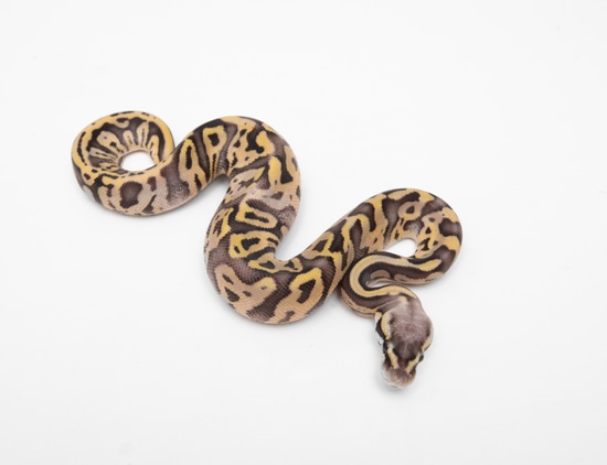 Pastel Leopard Yb (Pos Vanilla) Ball Python by Sneks n’ Geks