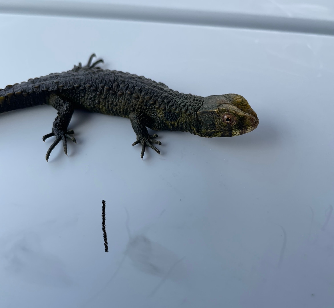 CB 2021-Chinese Crocodile Lizards More Lizard by Stephen Nelson Herps ...