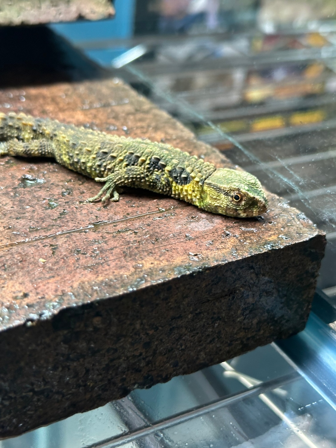 CB Chinese Crocodile Lizard-2022 Other Lizard by Stephen Nelson Herps ...