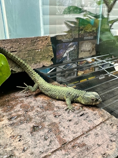 CB Chinese Crocodile Lizard More Lizard by Forks of the River Herps