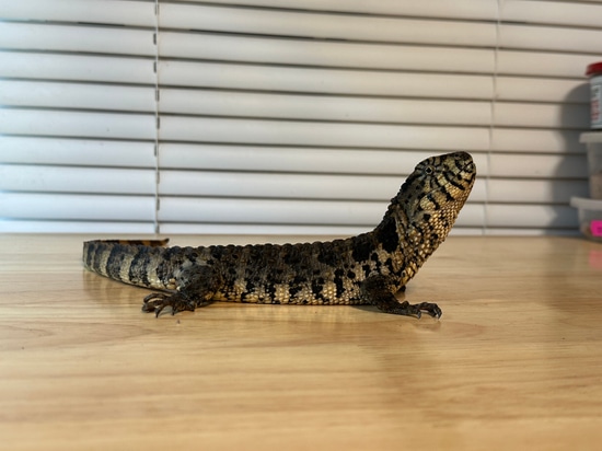 Chinese Crocodile Lizard More Lizard by Forks of the River Herps