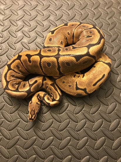 Leopard Spider Ball Python *proven Breeder* by East Coast Exotics CBR