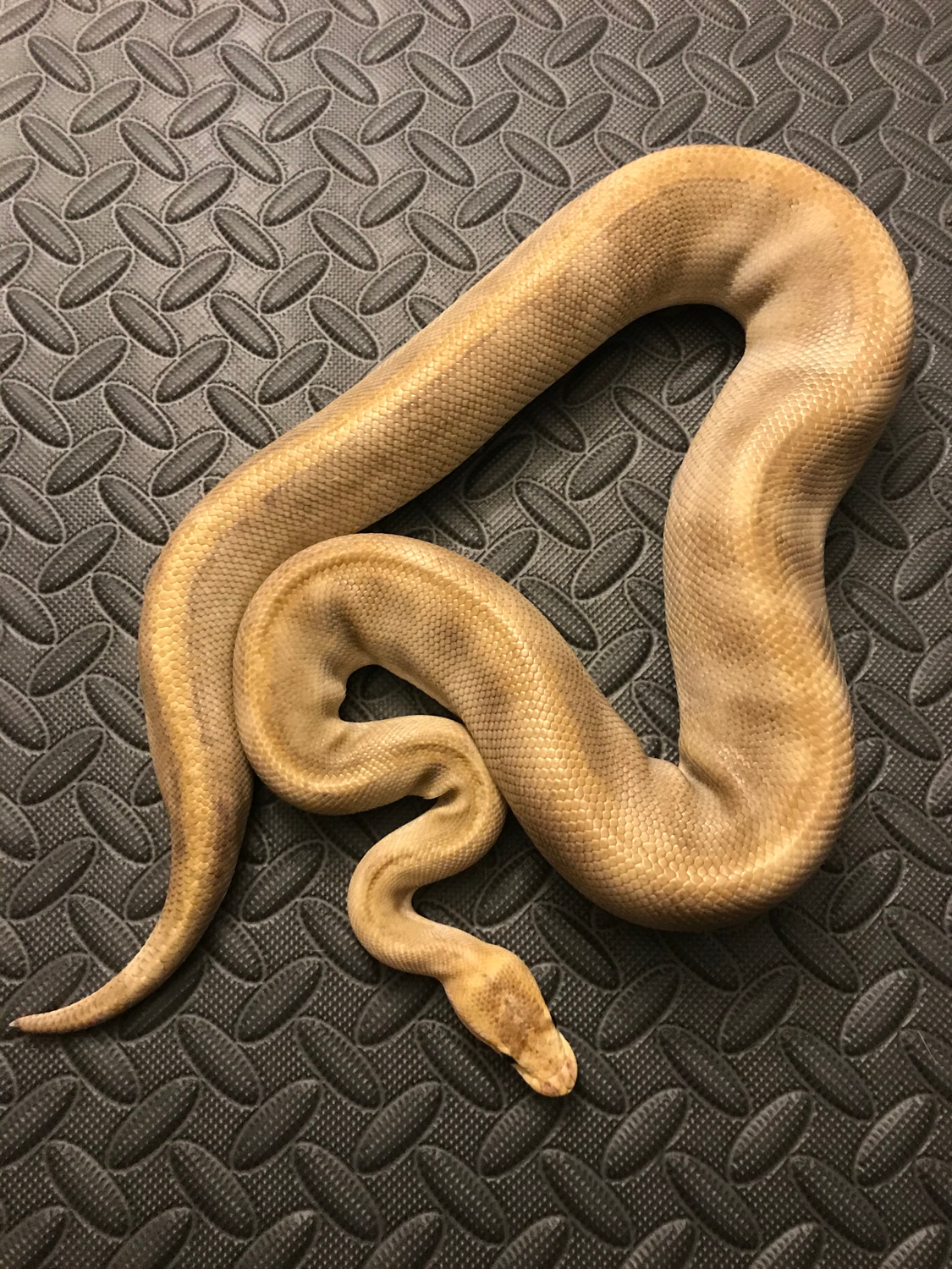 Champagne Cinnamon Pinstripe Ball Python by East Coast Exotics CBR ...