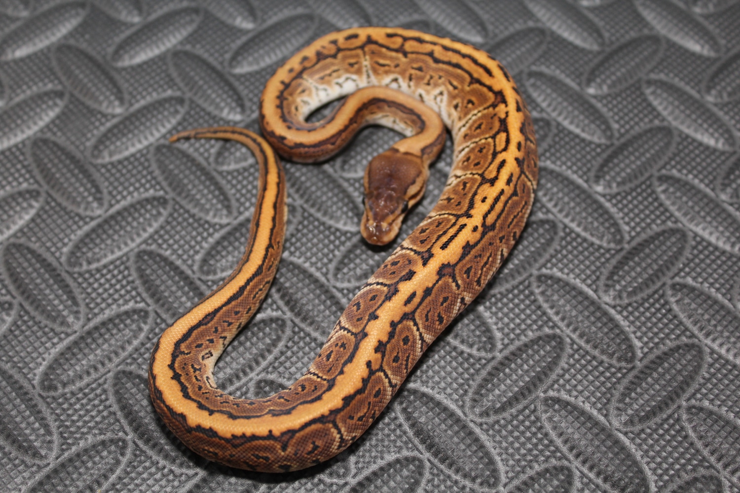 Black Pastel Pinstripe Possible Het Clown Ball Python by East Coast ...